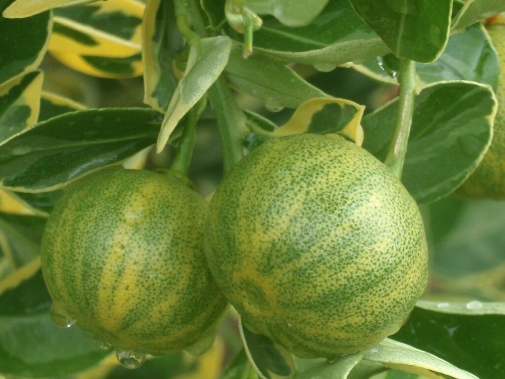 Citrus x microcarpa ‘Peters’ – The Natural World