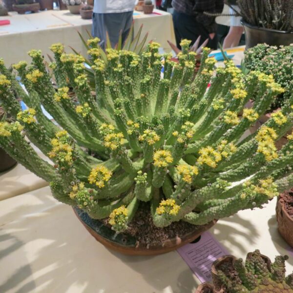 Aloe arborescens – The Natural World