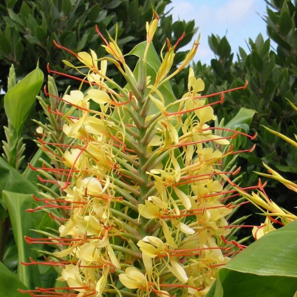 Hedychium gardnerianum – The Natural World