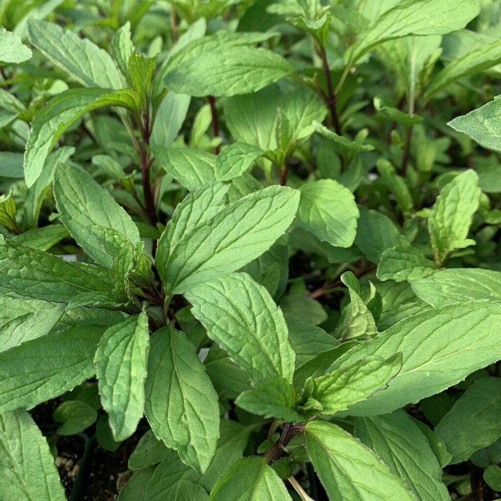 Ficus carica ‘Panache’ – The Natural World