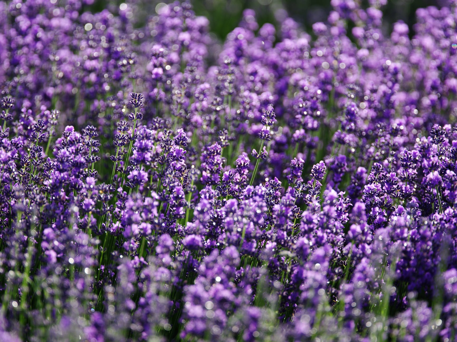 The Natural World – Useful plants
