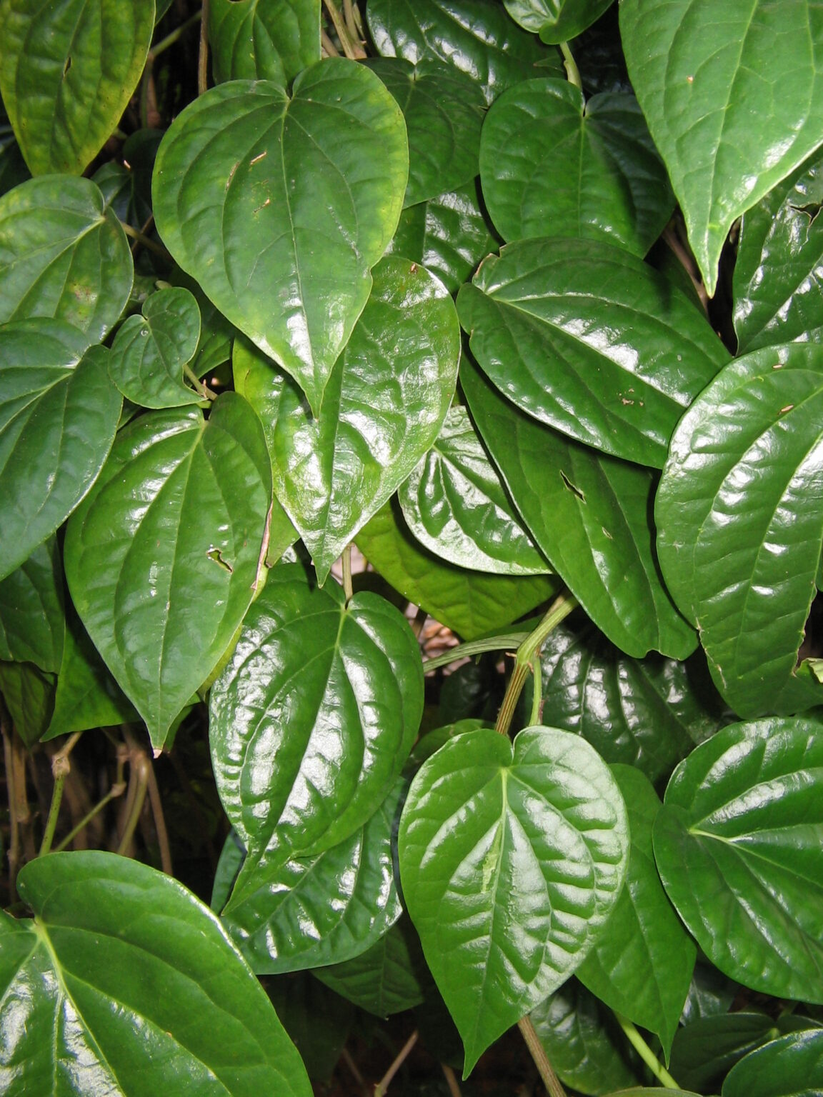 Piper betle – The Natural World