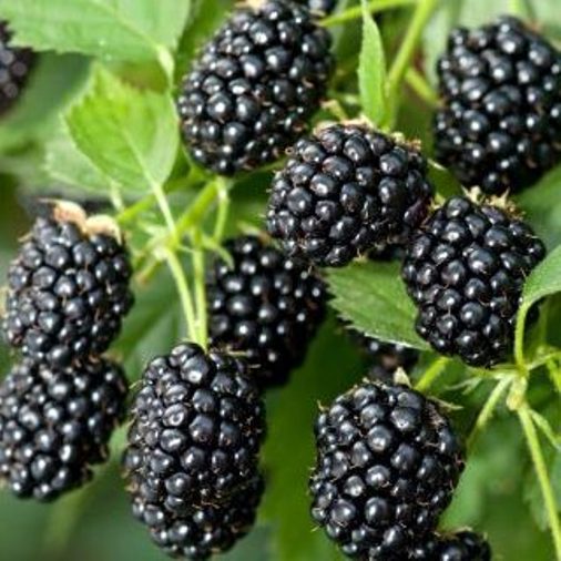 The Natural World – Useful plants