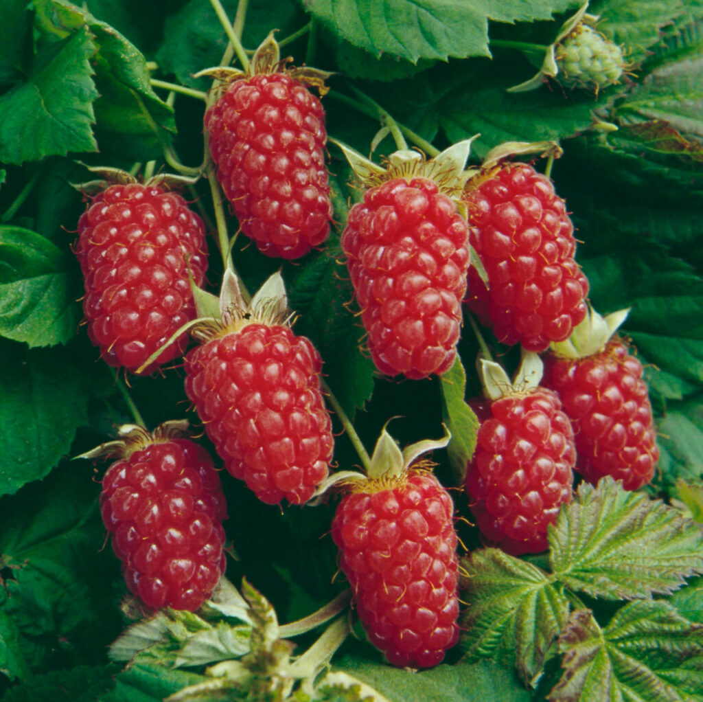 The Natural World – Useful plants