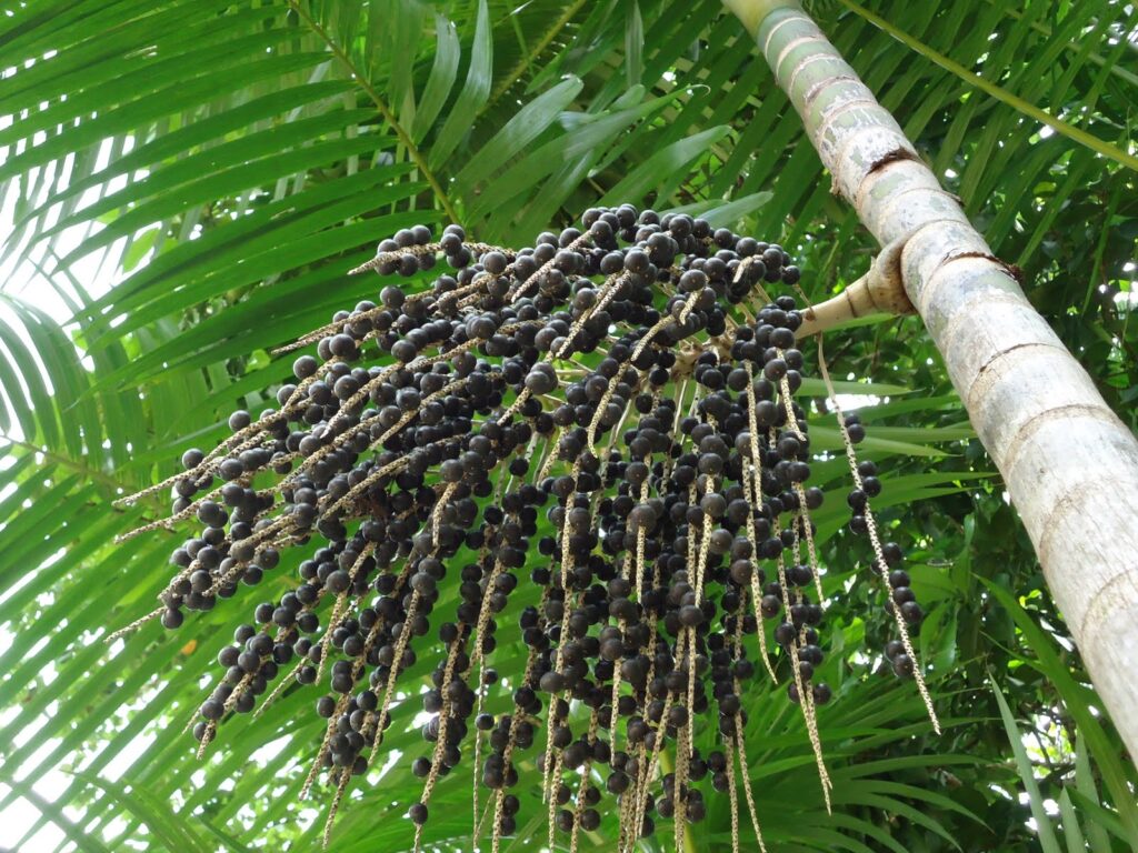 Acai plalm / Pinapalm – The Natural World